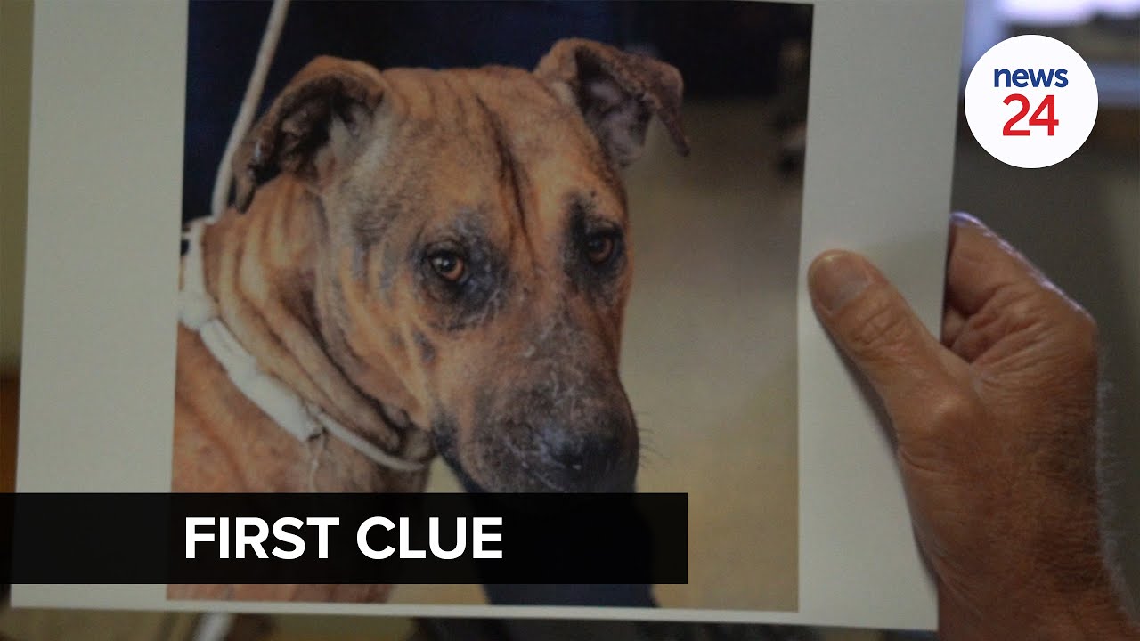WATCH | CCTV footage leads authorities to first clue in 'serial cat ...