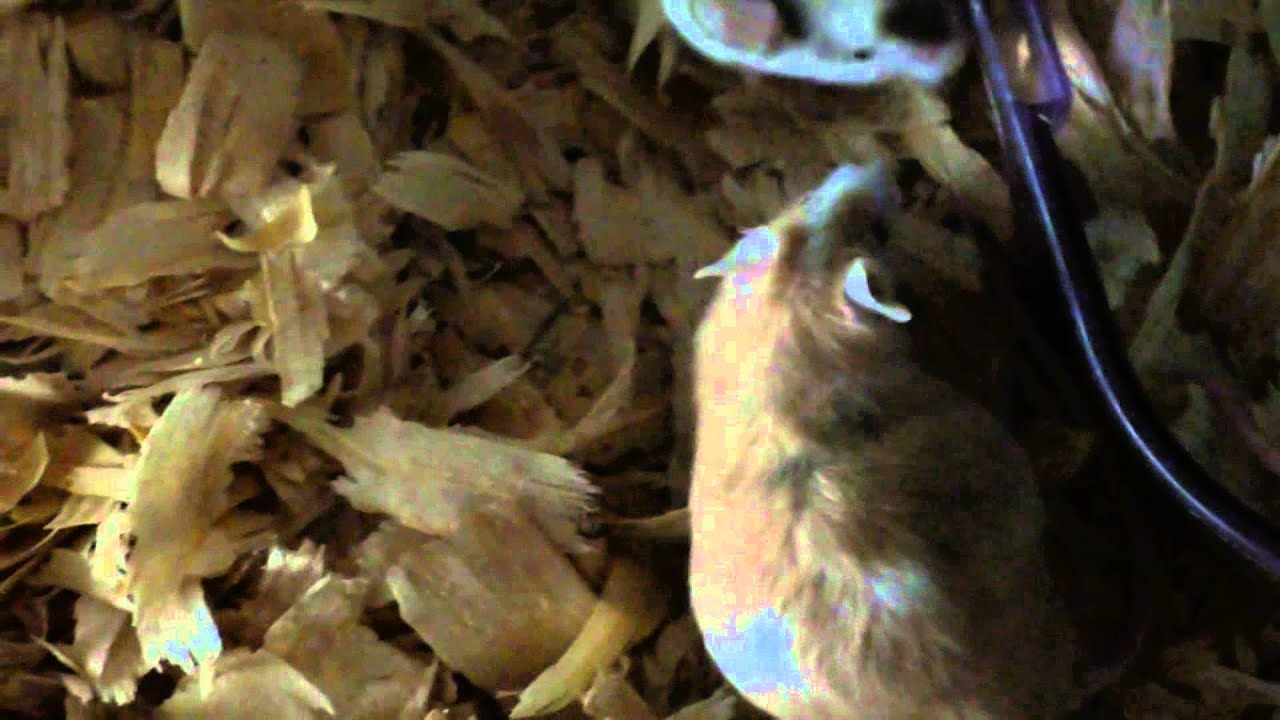 Pregnant Fancy Mouse - YouTube