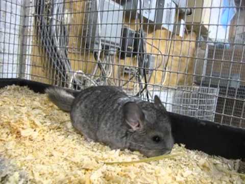 Che' Chinchillas: Chinchilla Mom with Babies - YouTube
