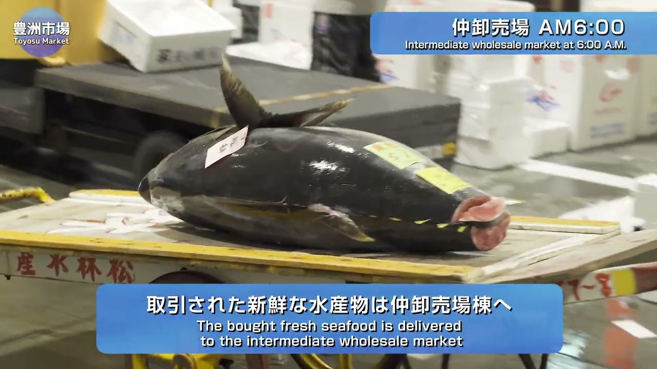 Toyosu Fisheries Market - YouTube