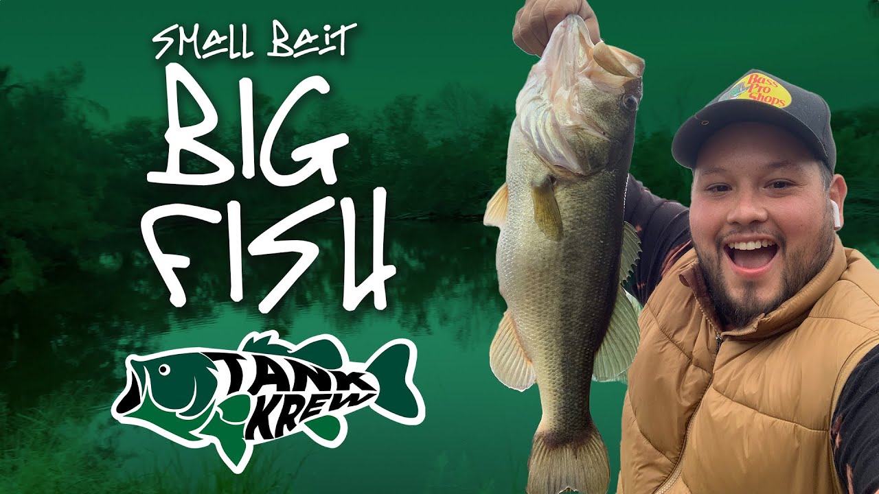 Fishing with Bulldog! - Small Bait BIG FISH! - Hilo Fishing NEW PB # ...