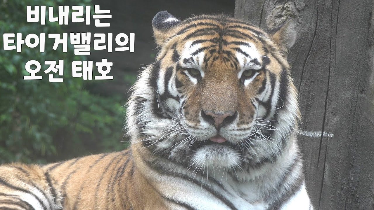에버랜드 호랑이 비내리는 타이거밸리의 오전 타임 태호 영원한 타이거밸리의 대장 호랑이 한국 호랑이 7남매 아빠 사파리로 이사가기 2일전 Youtube