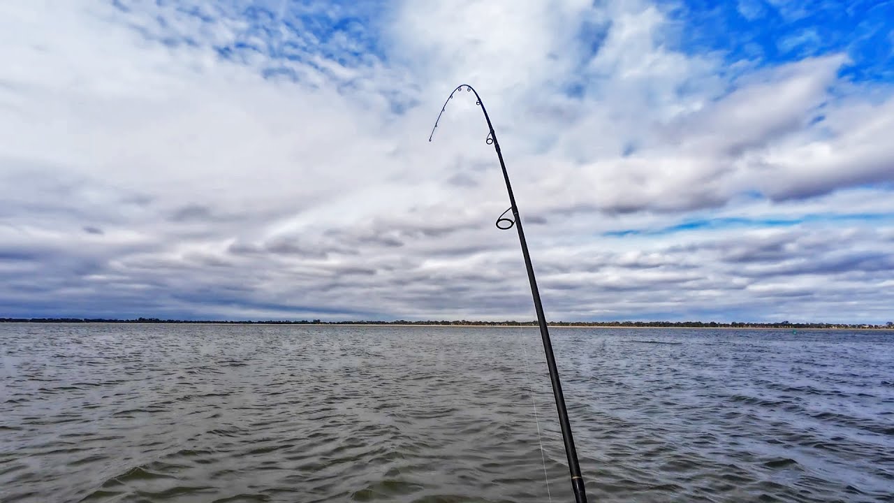 Redfin Fishing In The Corop Lakes And Waranga Basin: Redfin Perch ...