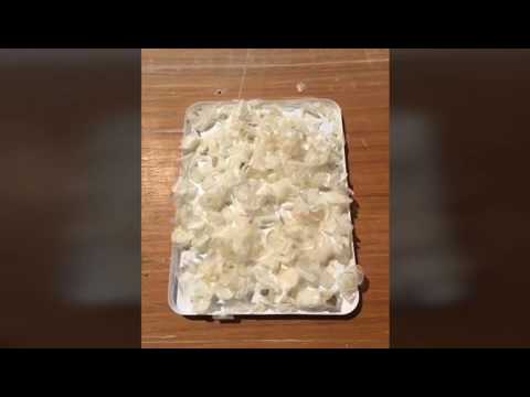 Yothinburana 2016 Fish Gelatin Extracted from Various Fish Scale - YouTube