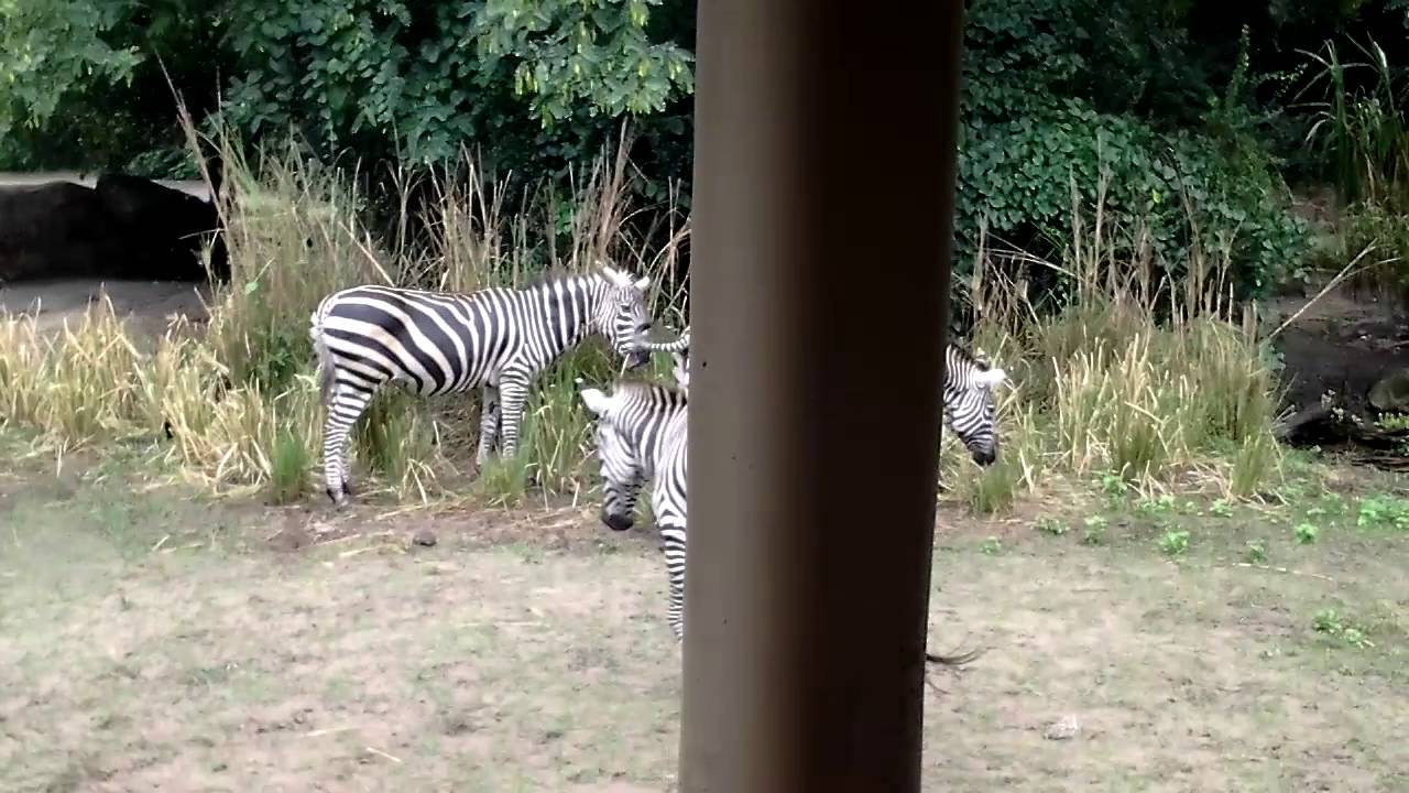 Zebras safari ride animal kingdom - YouTube