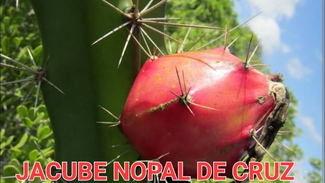 Jacube. Acanthocereus Tetragonus - YouTube