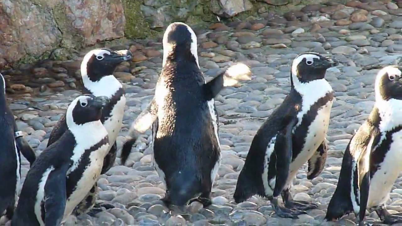 Pingüinos de Santander - YouTube