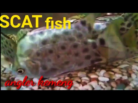 Si totol peliharaan ku ||Hiburan dulu 😀😀