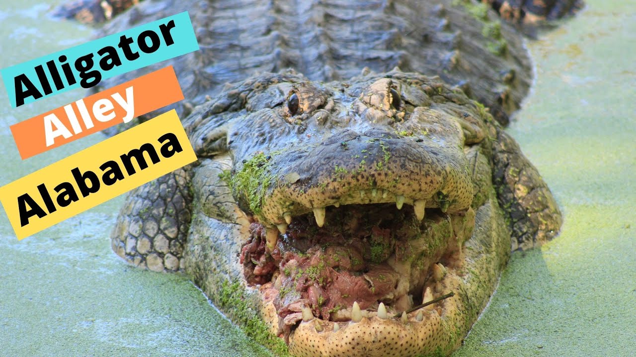 Alligator Alley: Summerdale,Alabama - YouTube