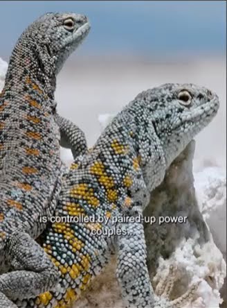 Territorial Clash: Spotted False Monitors Fight for Dominance # ...