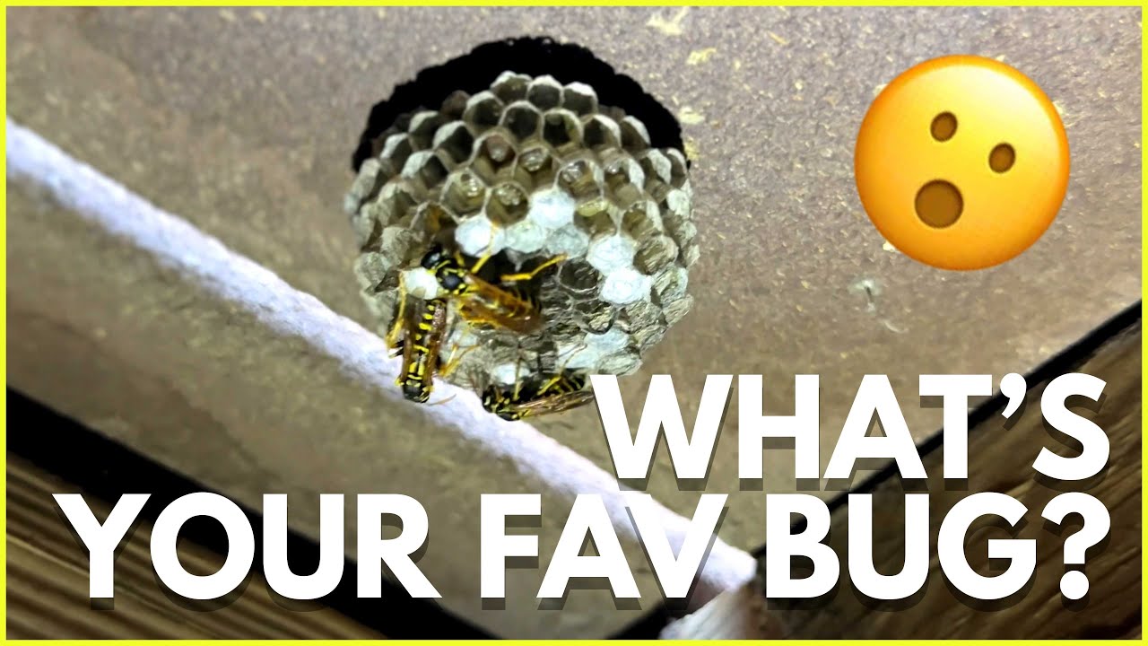 What's Your Favorite Bug? - YouTube