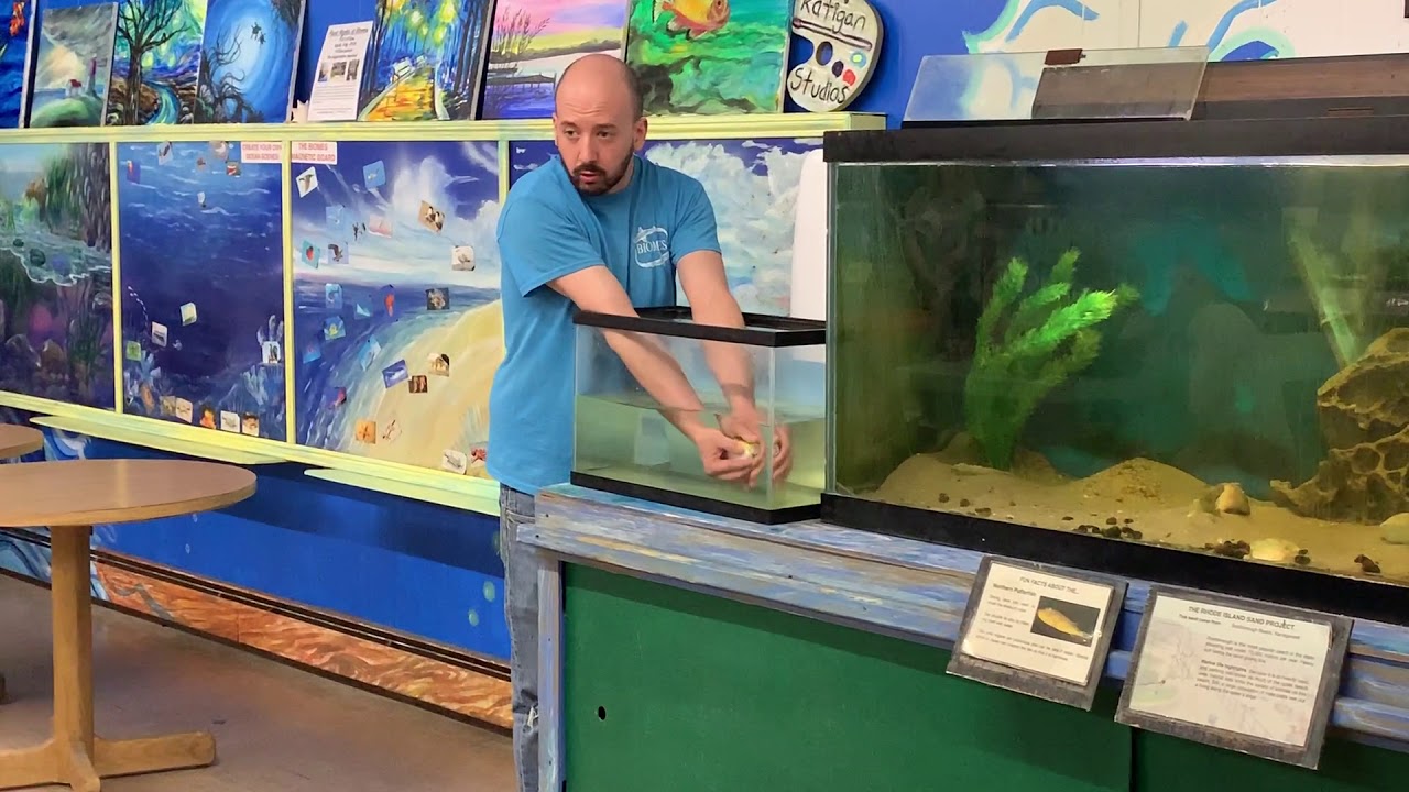 Puffer fish puffing up at Biomes - YouTube