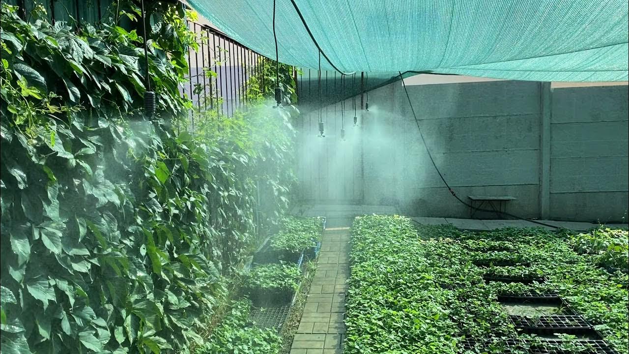 Обзор фогеры или система туманообразования низкого давления бюджетный ...