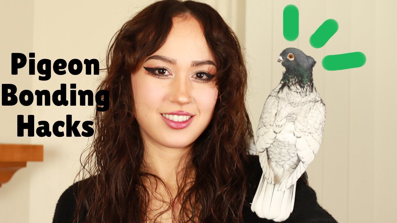 Best Tips on How to Gain Trust and Bond With Your Pet Pigeon - YouTube