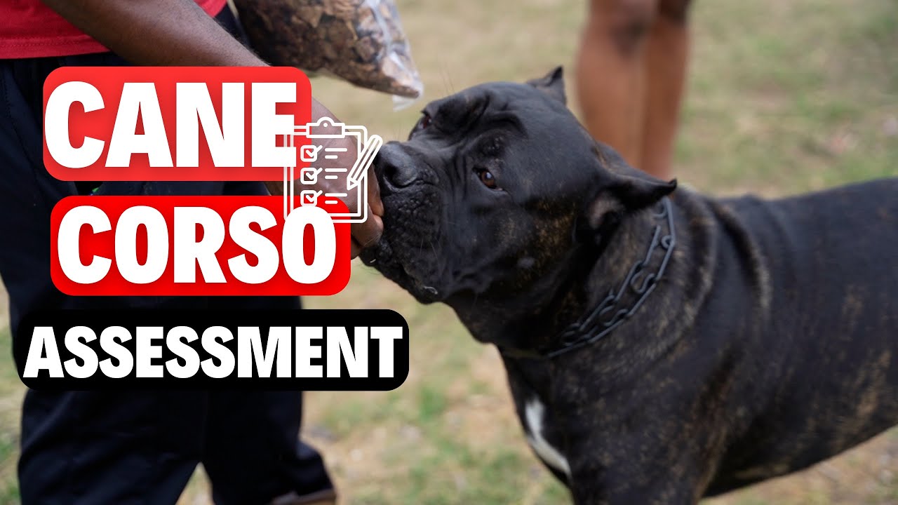 Cane Corso Assessment (Dog Trainer Review) - YouTube