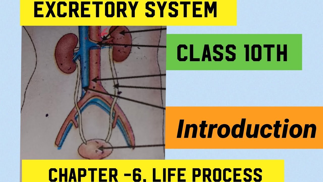 Excretory system in human - chapter -Life process for class 10th exam ...
