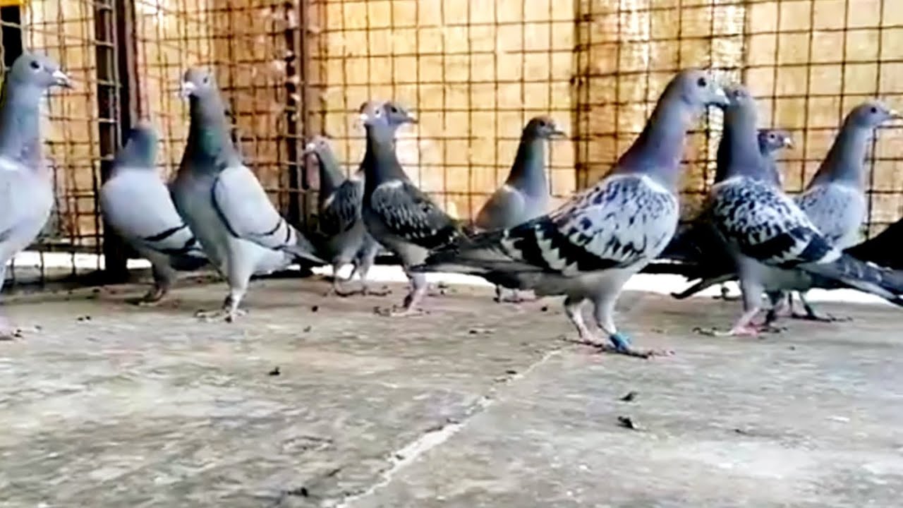Racing pigeons , حمامة السباق #pigon #kabutar #कबूतर #কবুতর #الحمامة ...