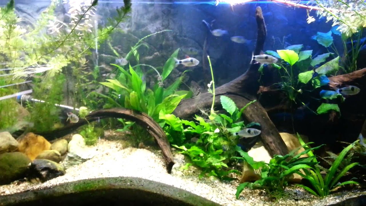 exodon paradoxus , amazonian biotope aquarium - YouTube