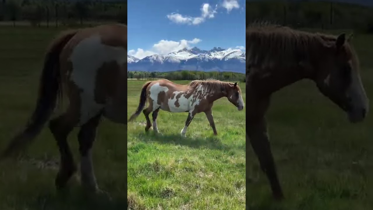 Taxi and the gang meet the mares and the foals @Michael Lares Flying L ...