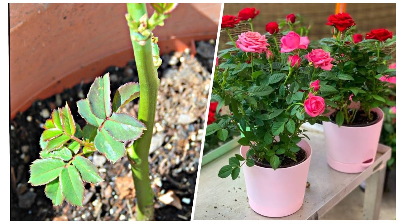 DIY Rose Planting Tips: Grow Beautiful Roses at Home! - YouTube
