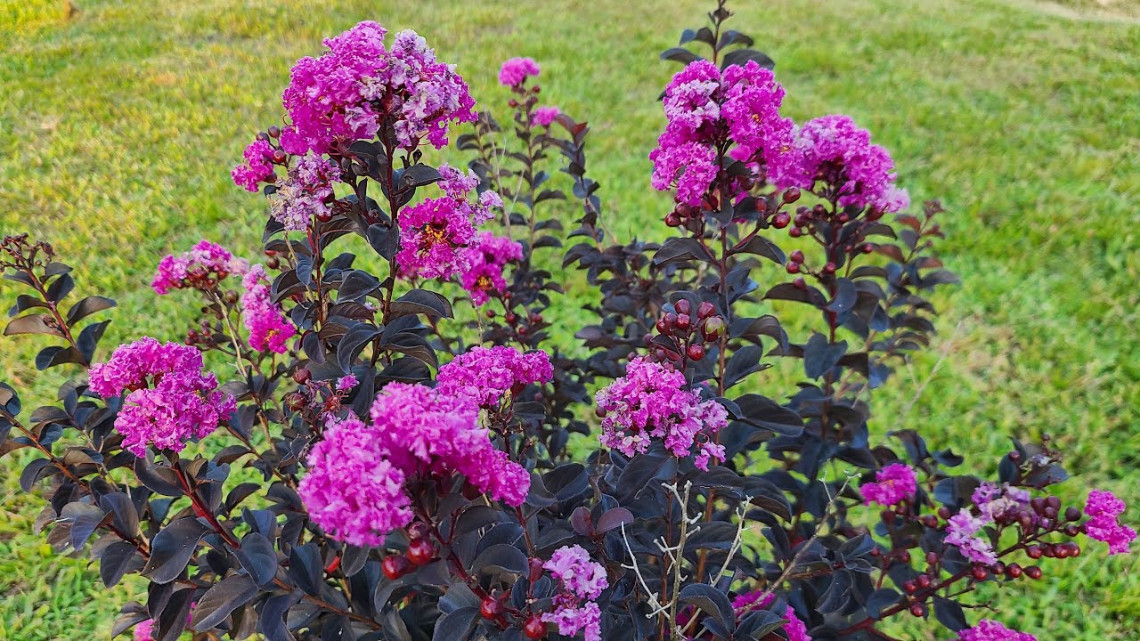Crape Myrtle Black Diamond 'Purely Purple' - YouTube