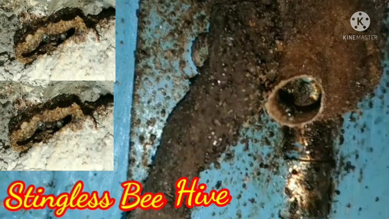 PHILIPPINE NATIVE STINGLESS BEES || KIWOT BEES @DEXTERSYTC - YouTube