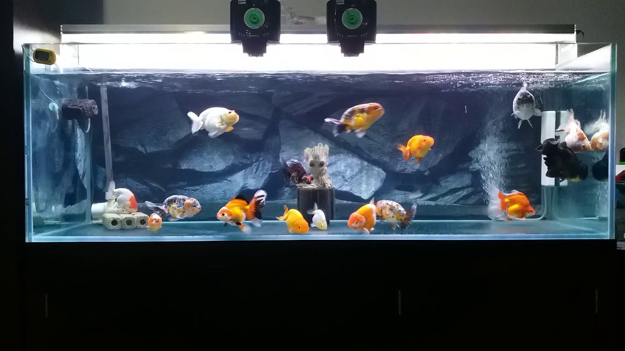 Goldfish Tank 150cm [Update Dec 2019] - YouTube