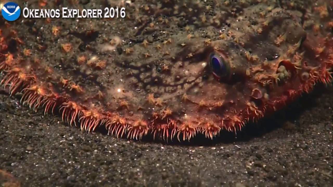 Okeanos 2016 Марианская впадина 01 Морской нетопырь ленив как пицца ...