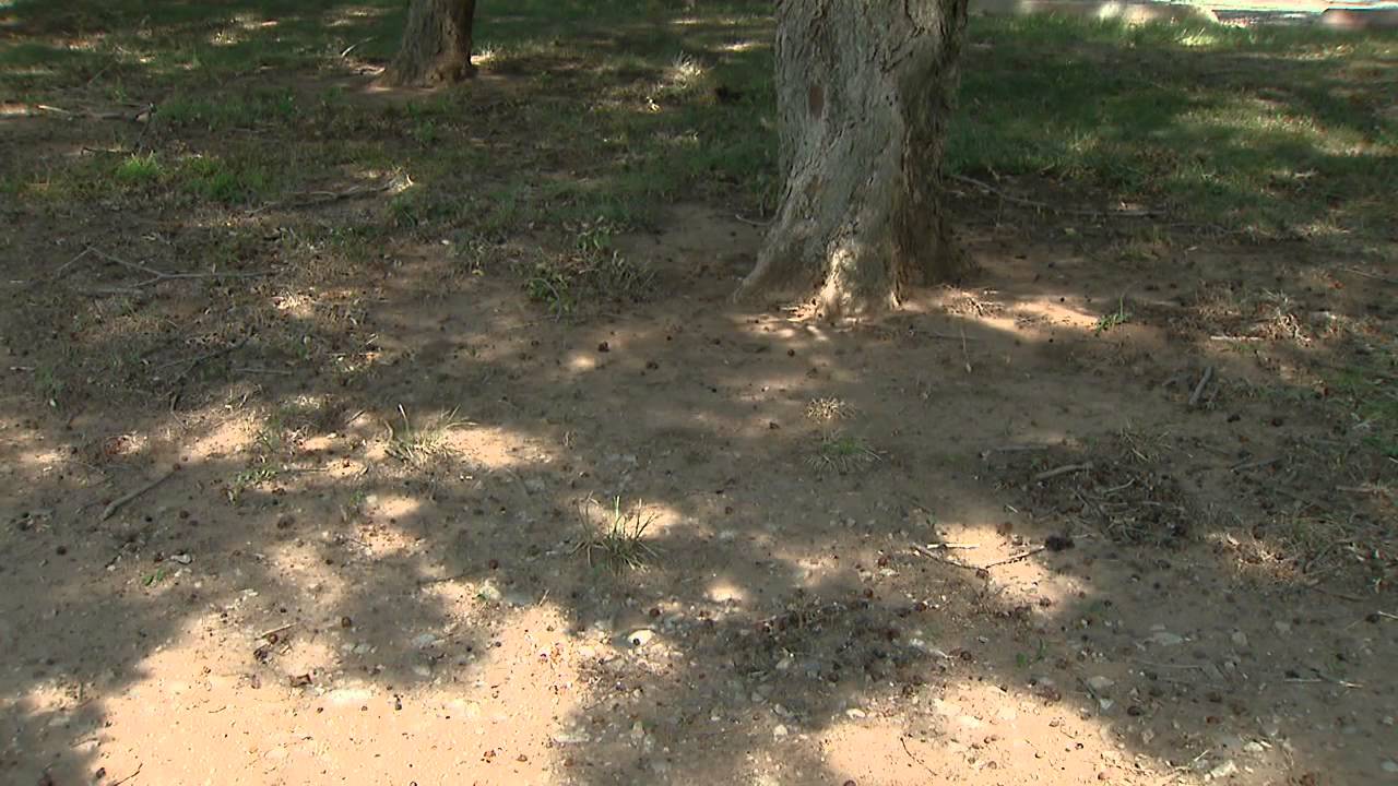 Drought Stress in Trees - YouTube