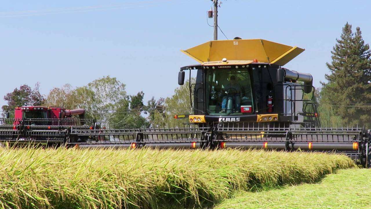 Sutter County 2016 Rice Harvest begins - YouTube