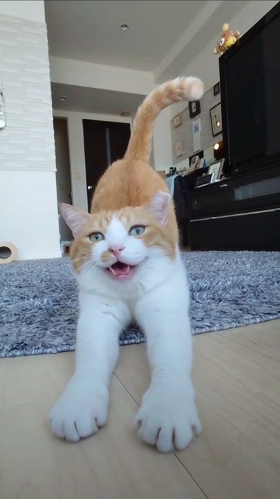 Yahoo! 😺 #cat #comicalpets #funny #laughingpets #funnycats #pets #cute #laughoutloudpets # ...