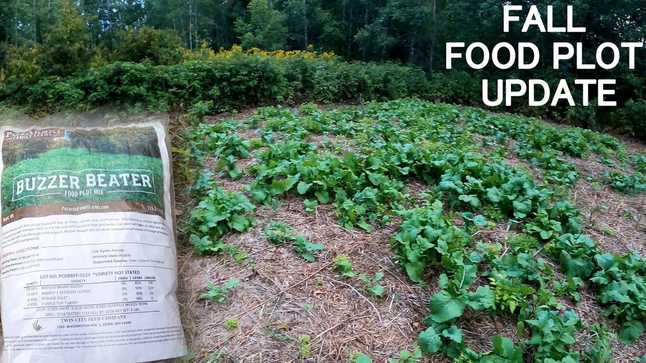 Food Plot Update | Last Minute Winter Rye Planting - YouTube