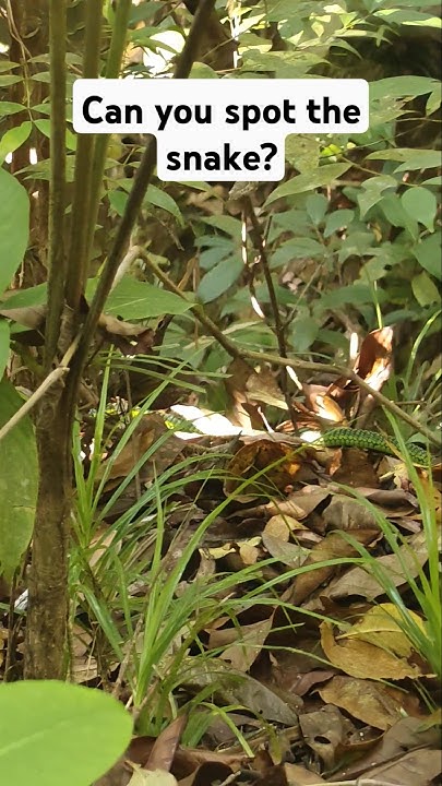 Can you spot the snake in 10 sec? - YouTube