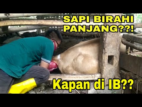 Sapi Birahi Panjang 3 Hari, Ini solusinya