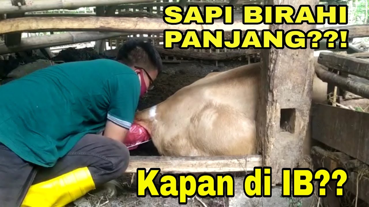 Sapi Birahi Panjang 3 Hari, Ini solusinya - YouTube