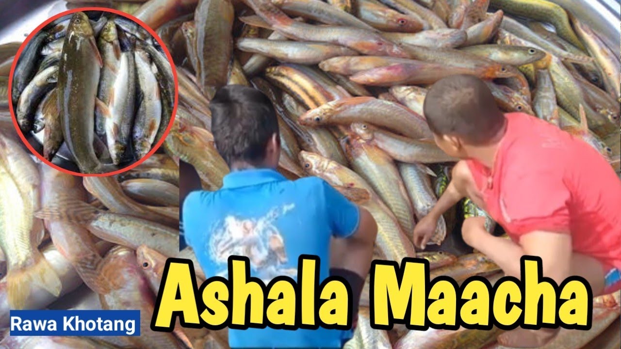 Fish Hunting Khotang RAWA Kholaa || Rawa Kholaa Maa Ashala Machaa ...