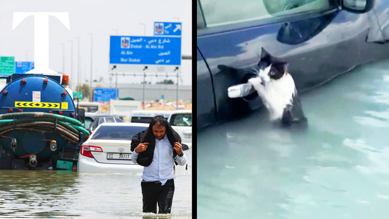 Dubai flood: cat rescued from abandoned car as waters rise - YouTube