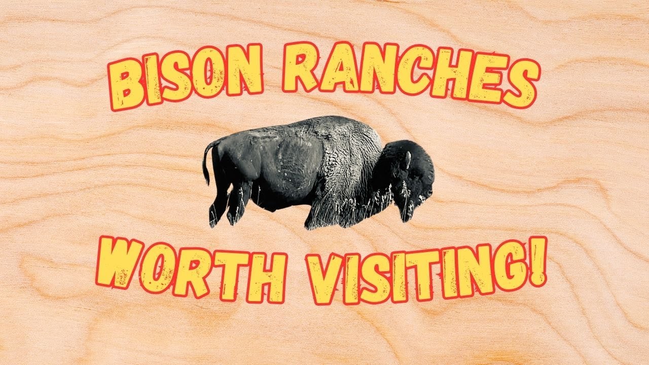 Bison Ranches Worth Visiting! - YouTube