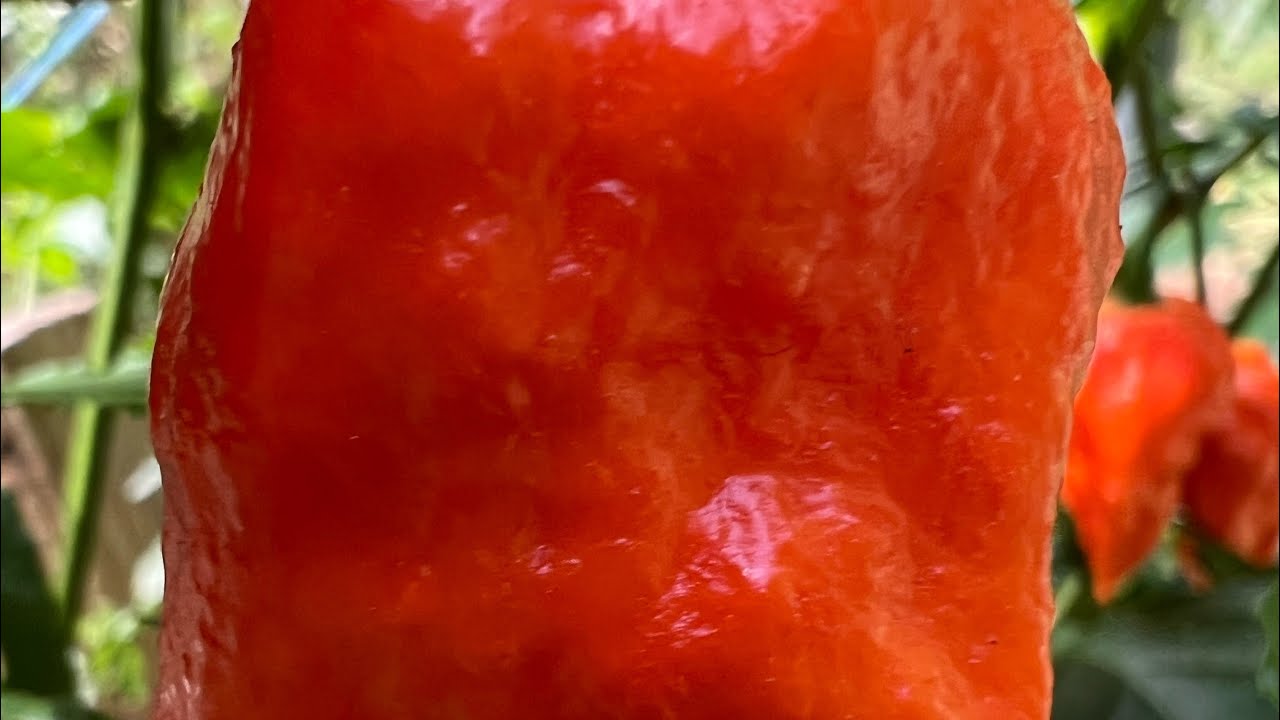 Picking monkey face pepper - YouTube