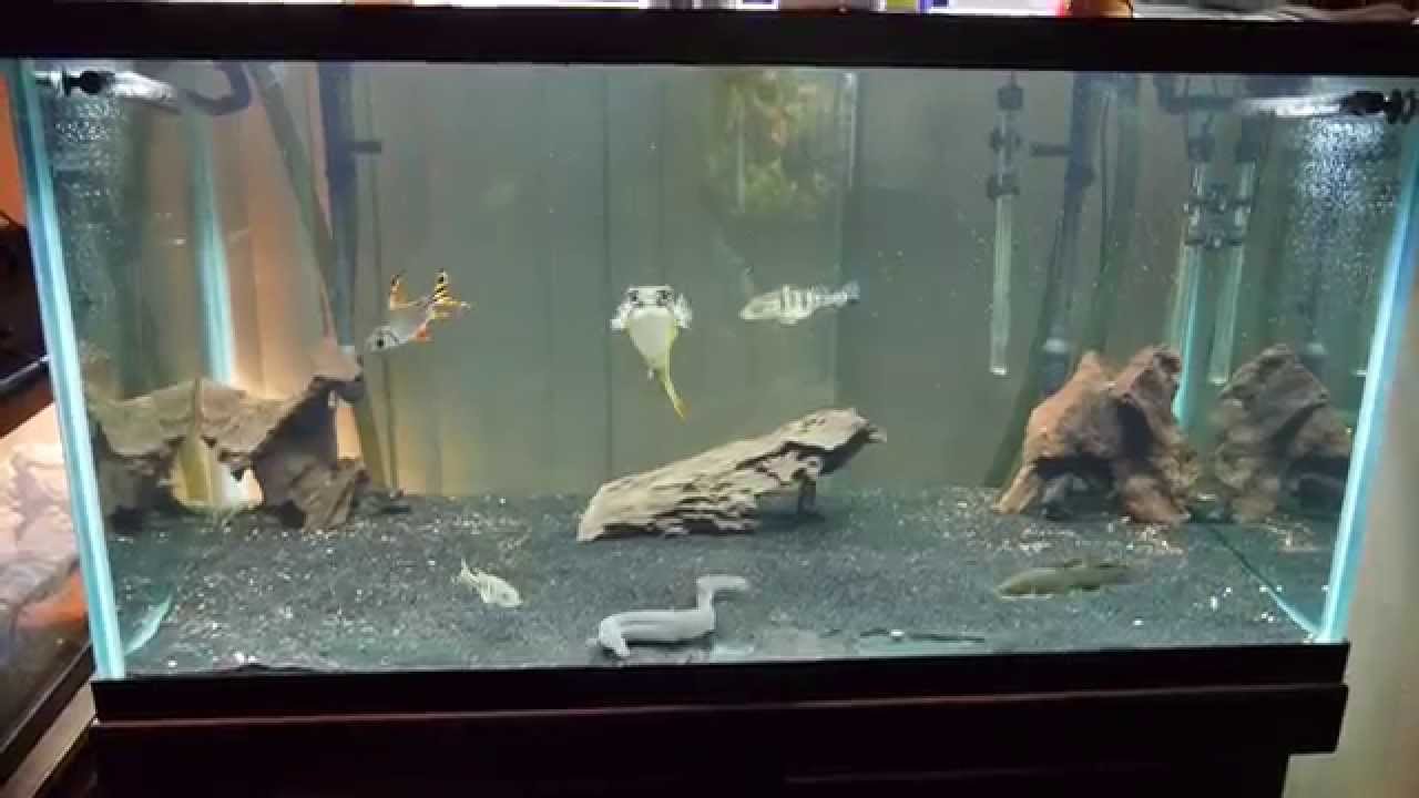 5/24/15 - 120G NEW OXYDORAS NIGER AKA RIPSAW CATFISH - YouTube