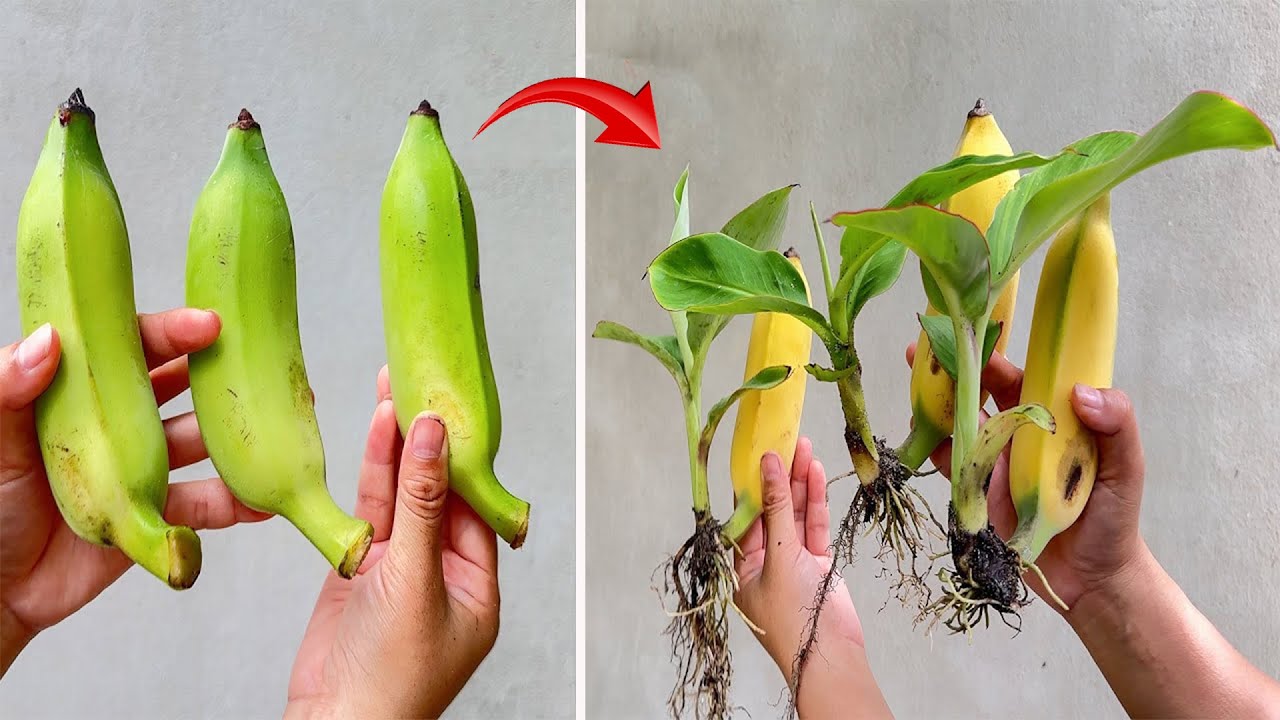 Video summarizing newly invented techniques for rapid banana ...