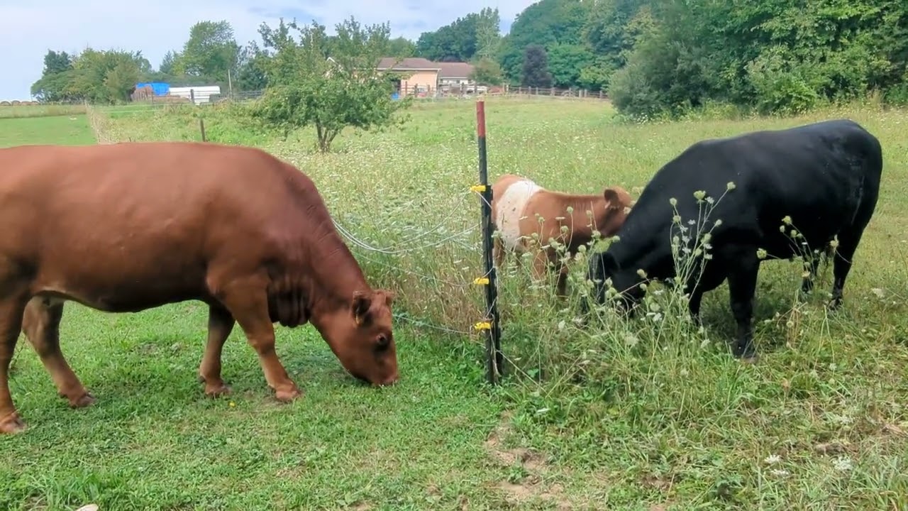 Cows are out in the Back Pasture Again - YouTube