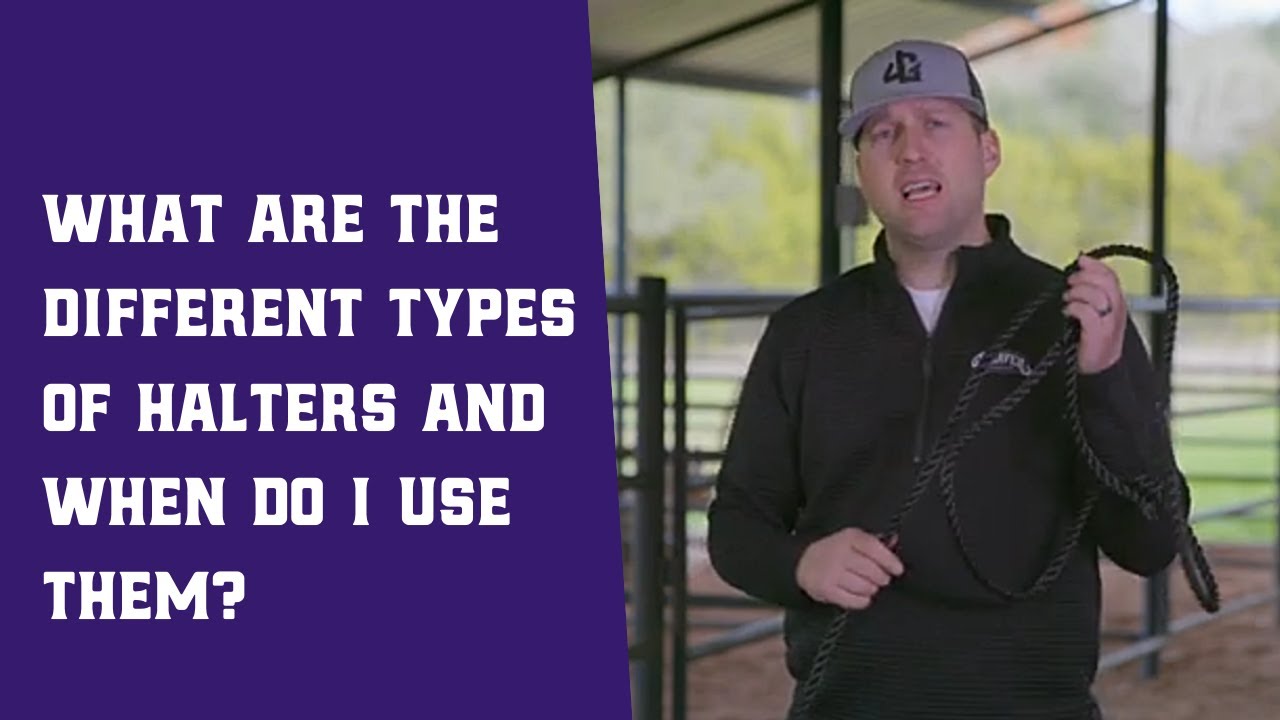 What Are the Different Types of Calf Halters? - YouTube