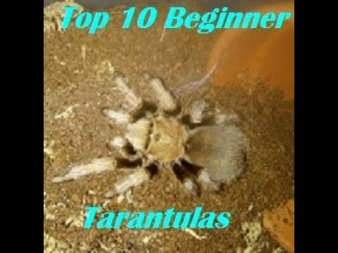 Top 10 Beginner Tarantulas - YouTube