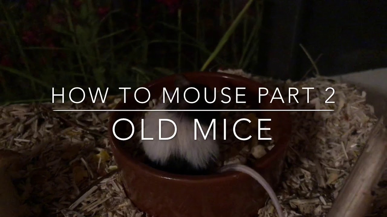 How To Mouse Part 2 | Old Mice - YouTube