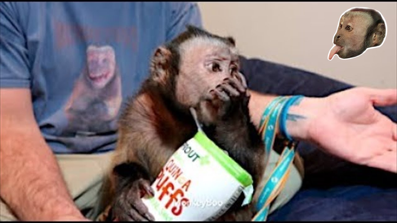 Monkey Shares Quinoa Puffs With Pet Human! - YouTube