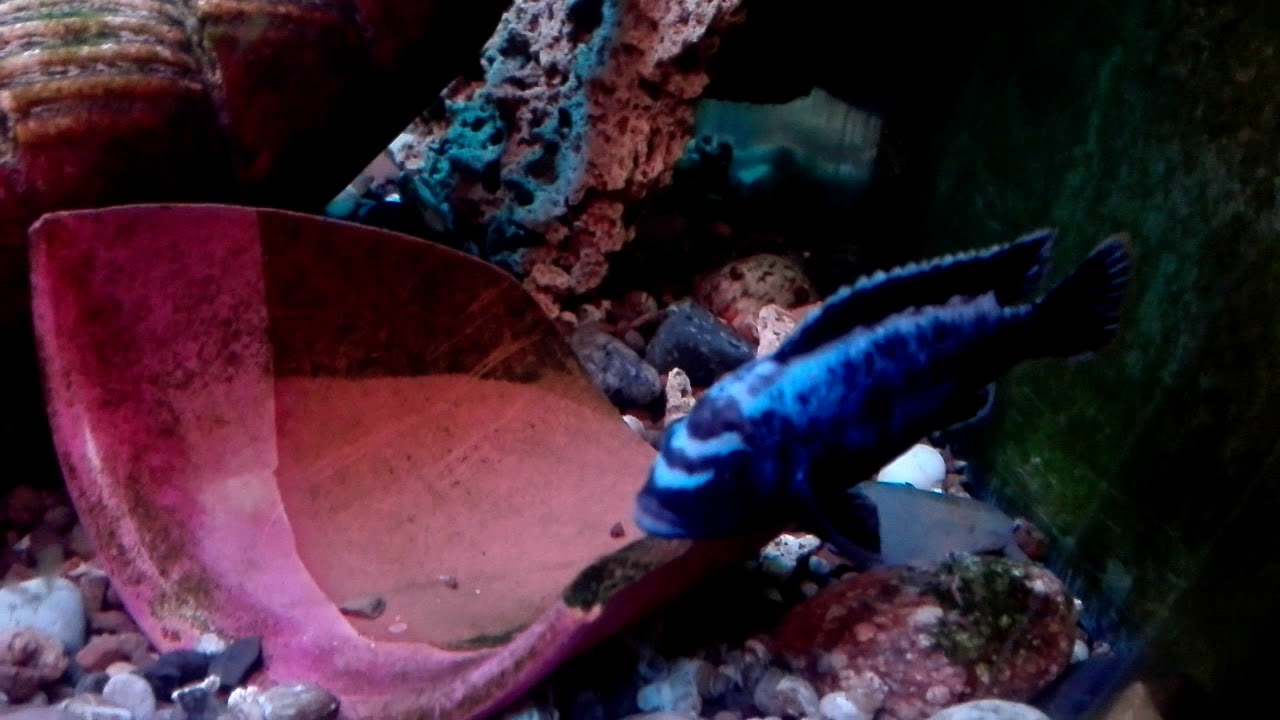 Metriaclima spec. 'msobo Magunga' - YouTube