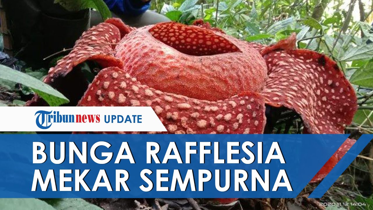 Mekar Sempurna di Hutan Cagar Alam Maninjau, Bunga Rafflesia Tuan-Mudae ...