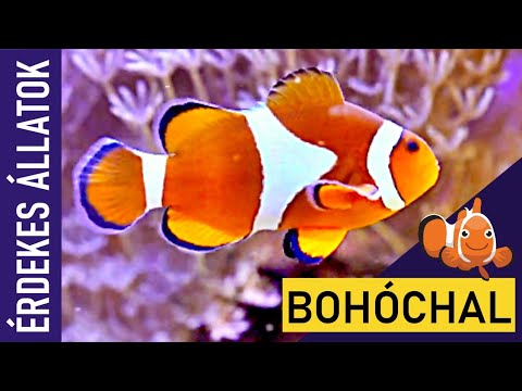 BOHÓCHAL | Állatok gyerekeknek | Ismeretterjesztő | Természetfilm ...