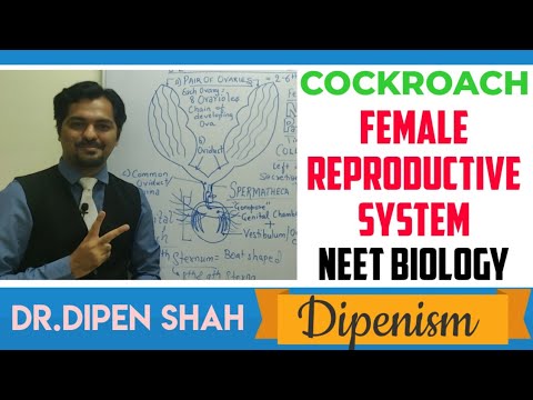 FEMALE REPRODUCTIVE SYSTEM COCKROACH | Class 11 | Structural ...